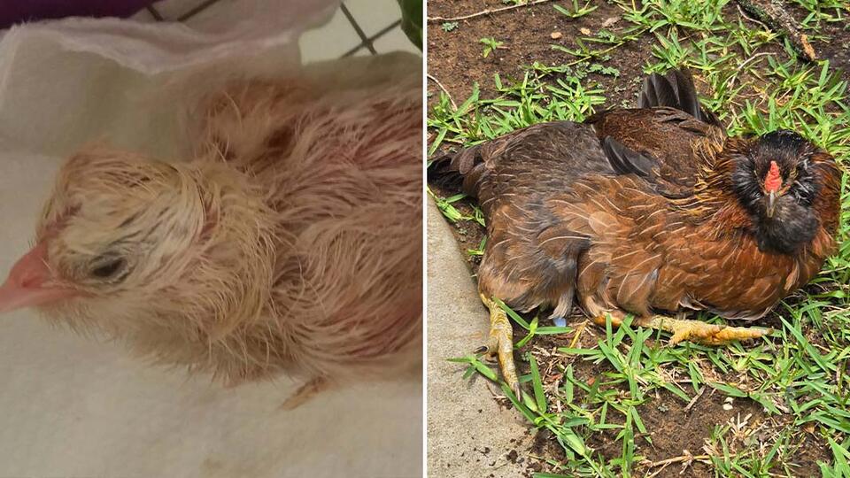 She’s no spring chicken! Teenaged Pearl has arthritis but the oldest ...