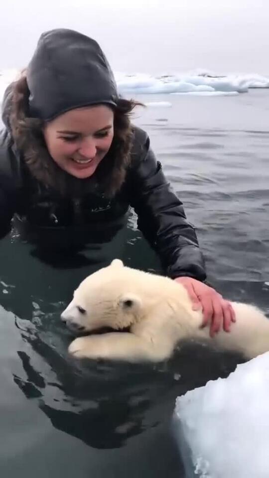 Rescuing a baby polar bear fromfreezing waters and reuniting it with ...