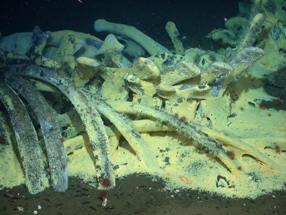 Can Bacteria Eat Bones? The Microbial Role in Fossil Formation - NewsBreak