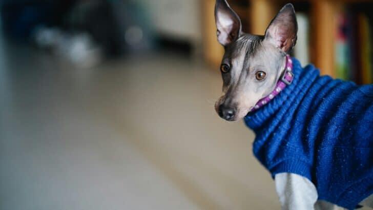 10 Rare Dog Breeds That Will Make You Look Twice - NewsBreak