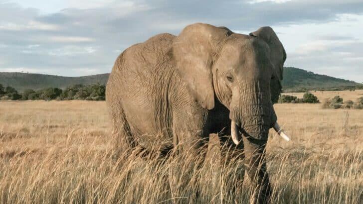 15 Animal Species That Recognize Themselves in Mirrors - NewsBreak