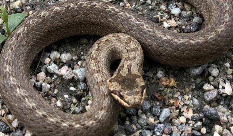 Sacramento Sprawl Showdown Puts California’s State Snake On The Line ...