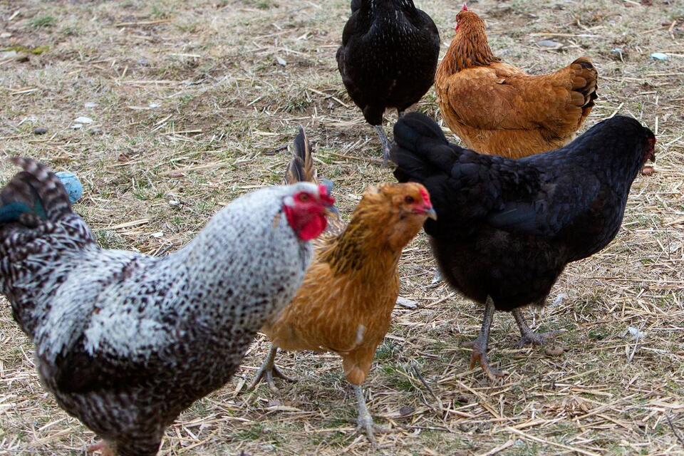 Man trying to rescue his chickens with a rifle sends midcoast school ...