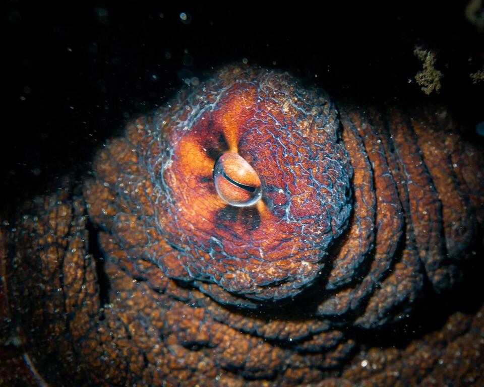7 Animals That Represent the Resilience of Cancer - NewsBreak