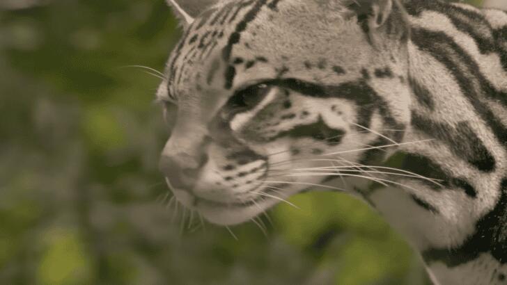 Rare Ocelot Spotted in Arizona Desert For First Time in 50 Years ...