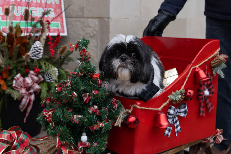 Celebrate the Season: Reindogs, Candlelight Strolls & Decked-Out ...