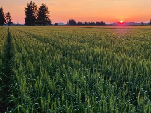 New Washington State University spring wheat variety named for Black ...