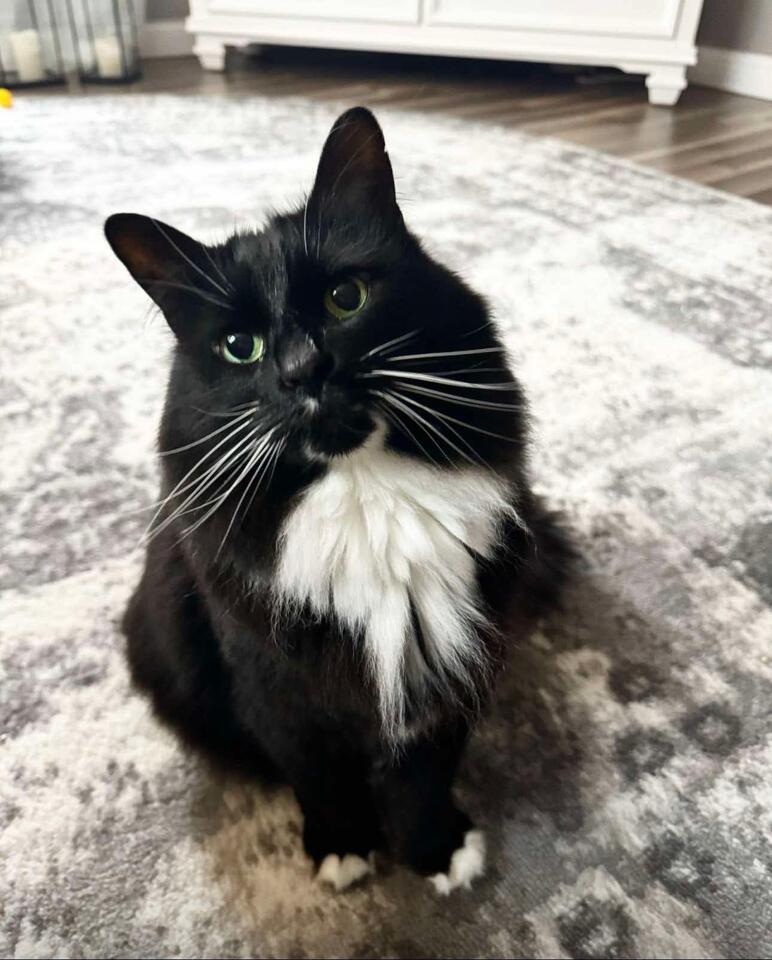Christmas Miracle: Zeus the cat, missing for weeks, back home for the ...