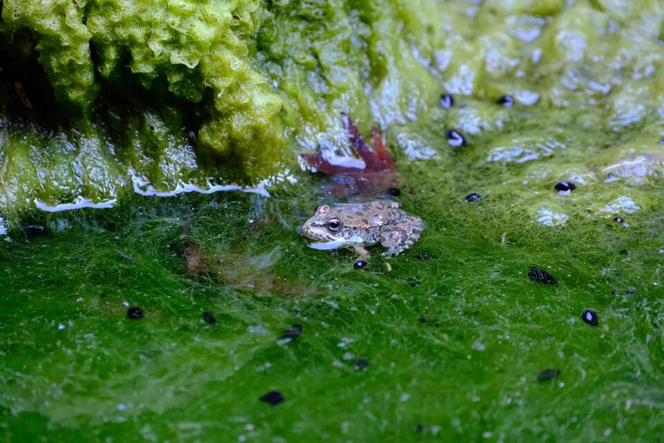 11 Types of Frogs in Wisconsin: Visual ID Guide with Calls and Habitats ...