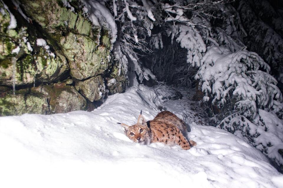 10 Extraordinary Ways Animals Have Mastered the Art of Surviving Below ...