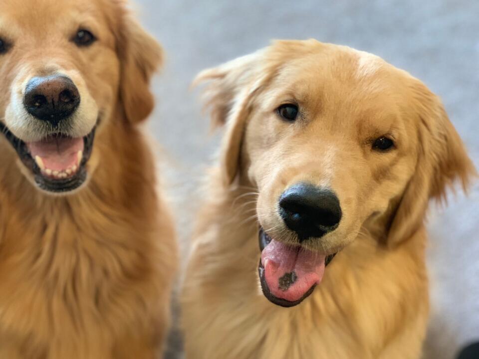 Golden Retrievers Cry with Excitement After Seeing Themselves on TV