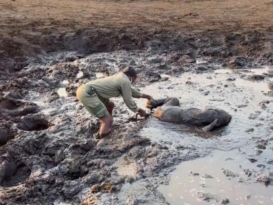 Good Samaritans Rescue Four-week-old Elephant From Mud By Dragging It ...