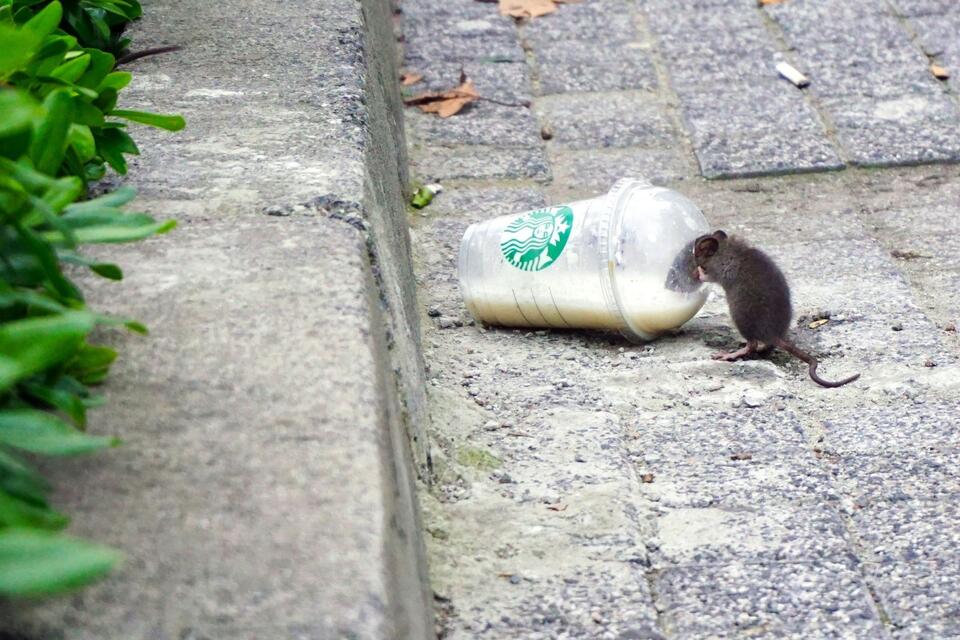 The 50 Most Rat Infested Cities in America – 3 Michigan Cities Rank ...