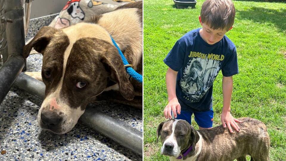 Shelter Dog Saved From Euthanasia, Tears At Her Reaction To Foster ...
