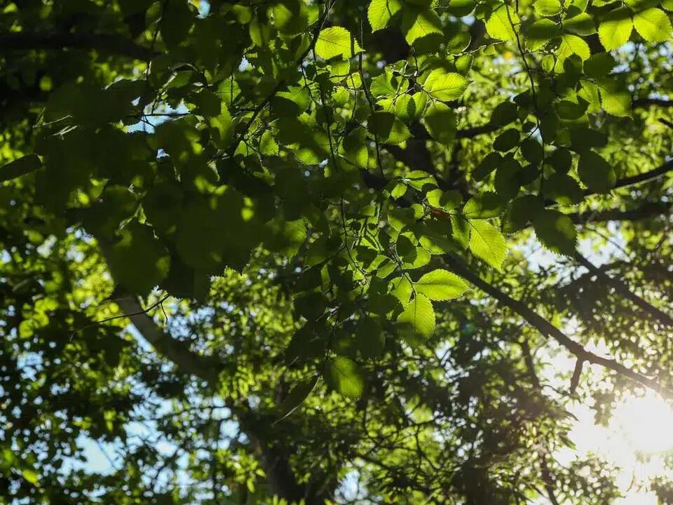 Denton Municipal Electric Awarded Tree Line USA Recognition by Arbor ...