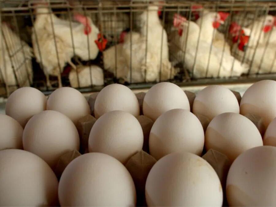 Illinois egg recall updates: Salmonella egg recall now a ‘Class I ...