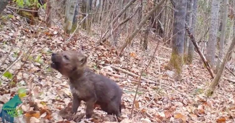 4-Week-Old Wolf Pup Practices Their “Awoo” In Adorable Video. - NewsBreak