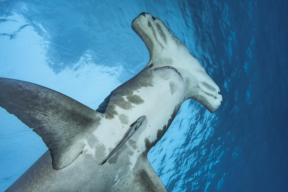 Hammerhead Shark Nursery Discovered In Florida’s Biscayne Bay
