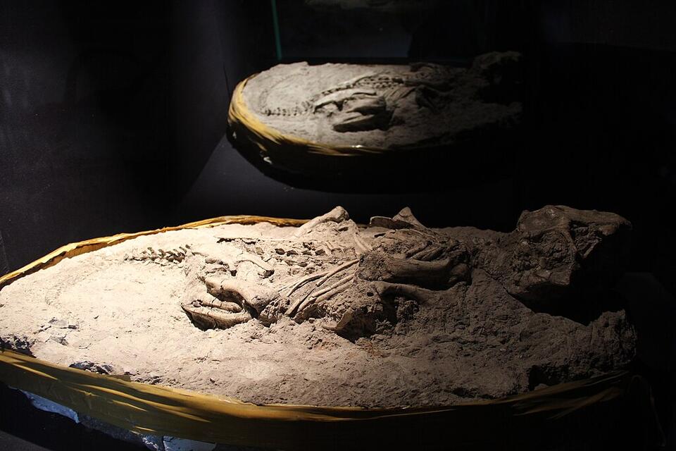 The Mystery of the Missing Dinosaur Bones: Why Some Species Vanished ...