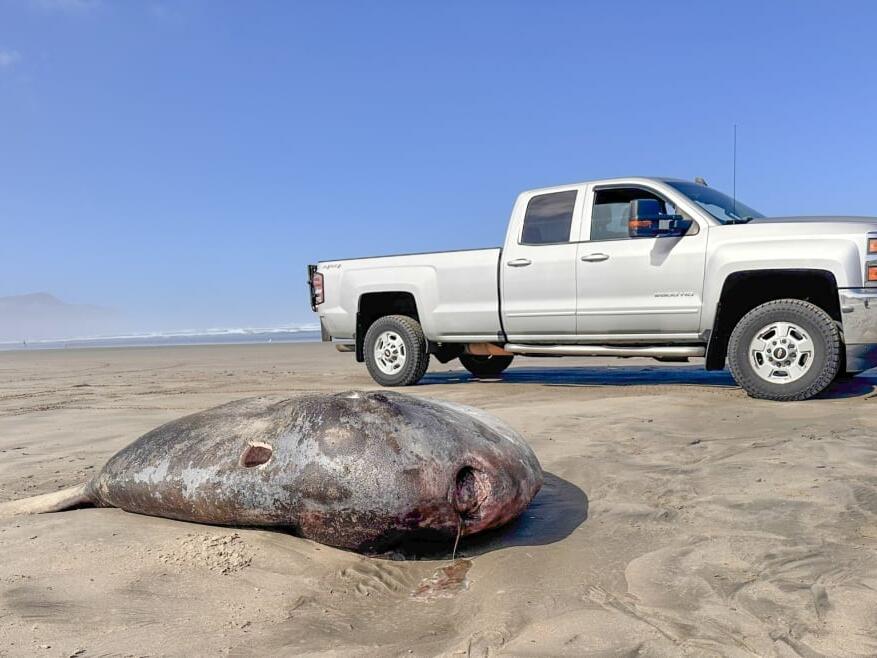 Odd-Looking Fish that Washed Ashore in Oregon Is Newly Discovered Species