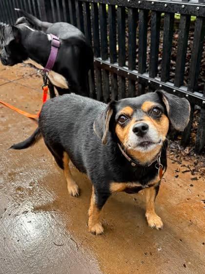 🐶 Playful & Loving Dogs Ready for Adoption in Knoxville - NewsBreak