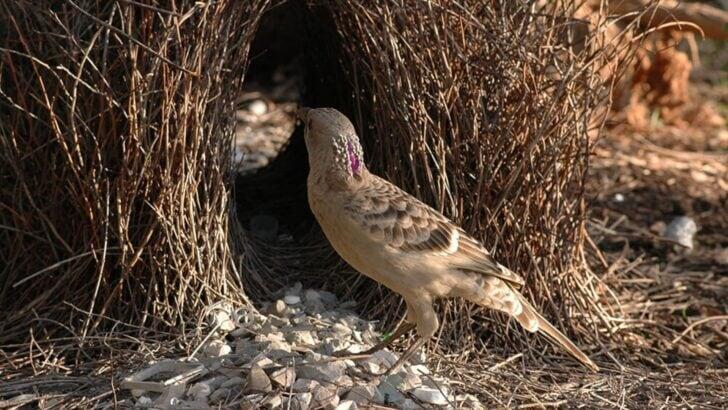 How Bowerbirds Build Elaborate Nests to Attract Mates - NewsBreak