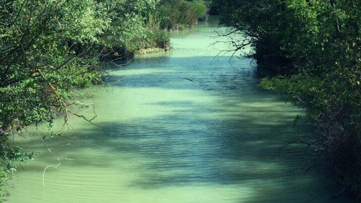New eDNA Model Traces Aquatic Species Origins, Transforming ...