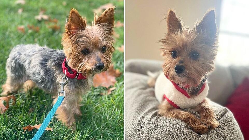Meet Benji: The 8lb Yorkshire Terrier Looking For Love After Being ...