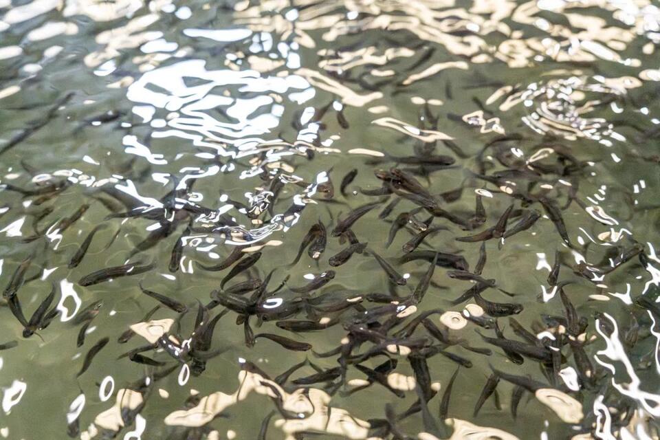 An inside look at San Mateo County’s mosquito-fighting fish program ...