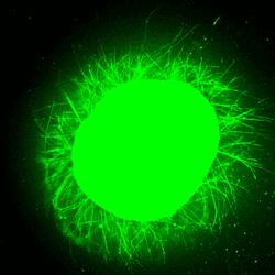 Lab-Grown “Mini” Human Spinal Cords Healed In Major Step Towards ...