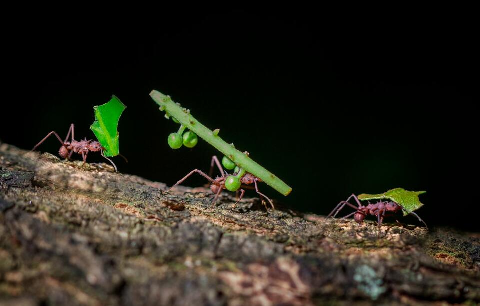 Ants That Sacrifice Themselves by Exploding Their Own Guts - NewsBreak