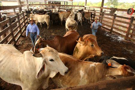Brazil's Frigol targets 60% beef output jump with slaughterhouse deals ...