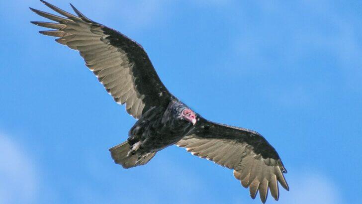 6 Facts About the California Condor One of America’s Rarest Birds ...