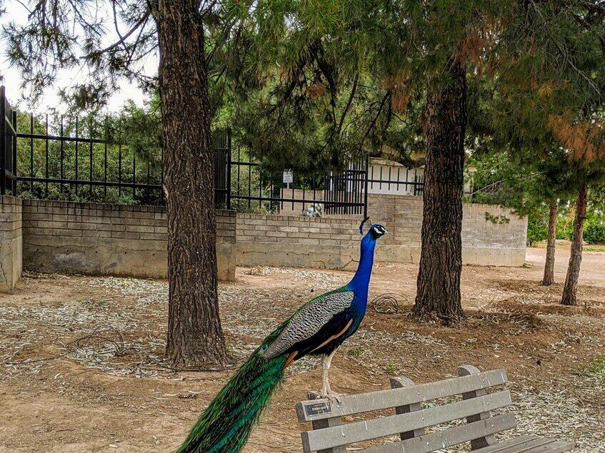 Peacocks hide throughout historic downtown Glendale, Sahuaro Ranch