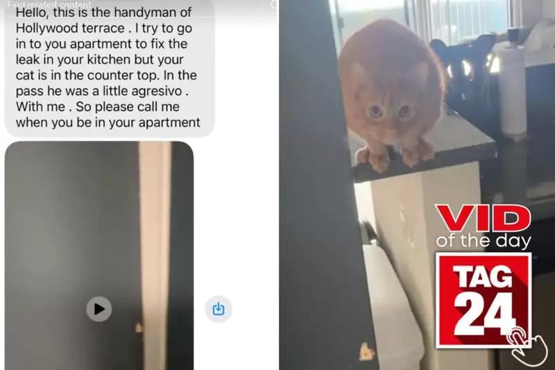 Viral Video of the Day for April 16, 2026: Cat scares off handyman in ...