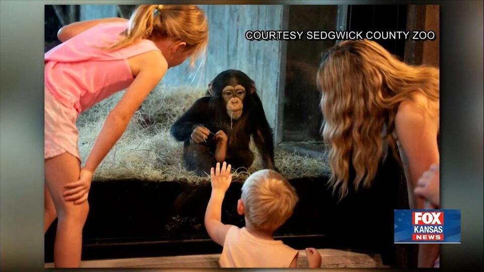 Sedgwick County Zoo chimpanzee undergoes surgery after unusual social ...