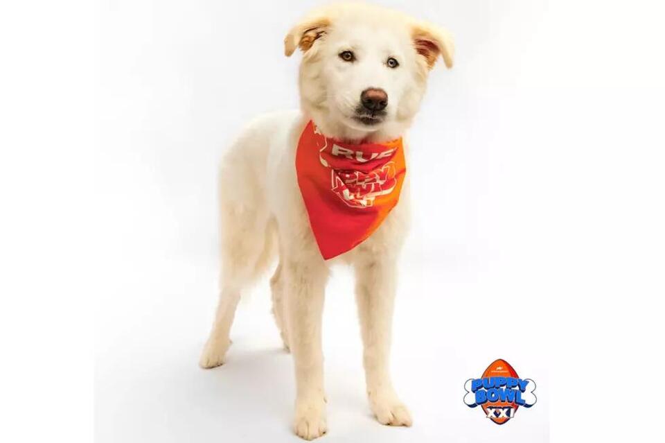 An Adorable Maine Pup is Heading To the 2025 Puppy Bowl in February ...