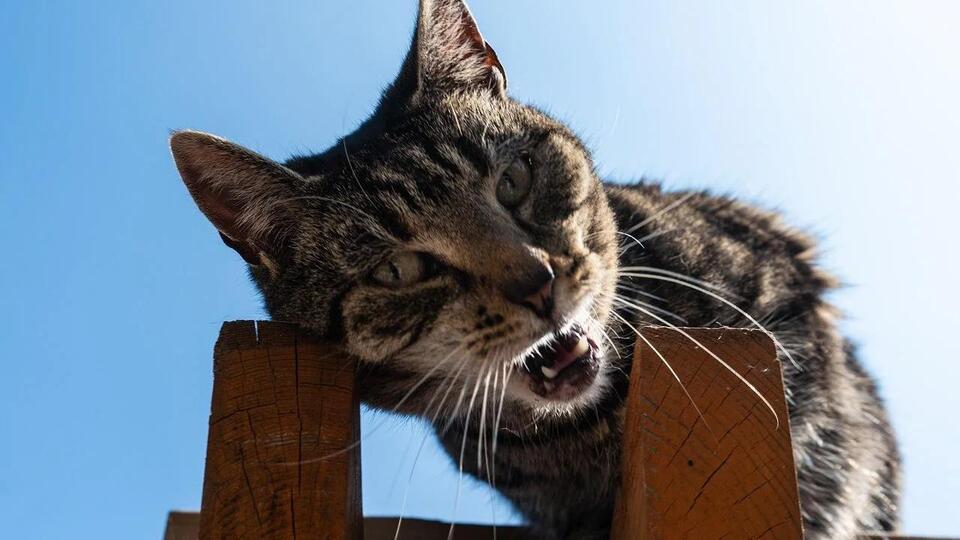 Is Your Cat a ‘Talker’? Decoding 8 Types of Feline Vocalizations ...