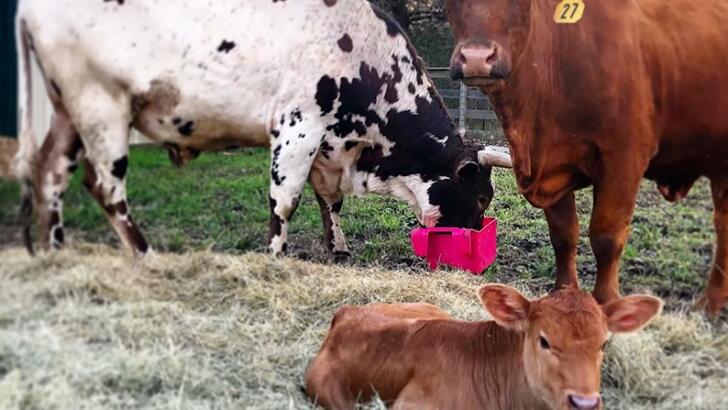 Cow Soulmates Get Saved from Auction Just in Time To Have Their Baby ...