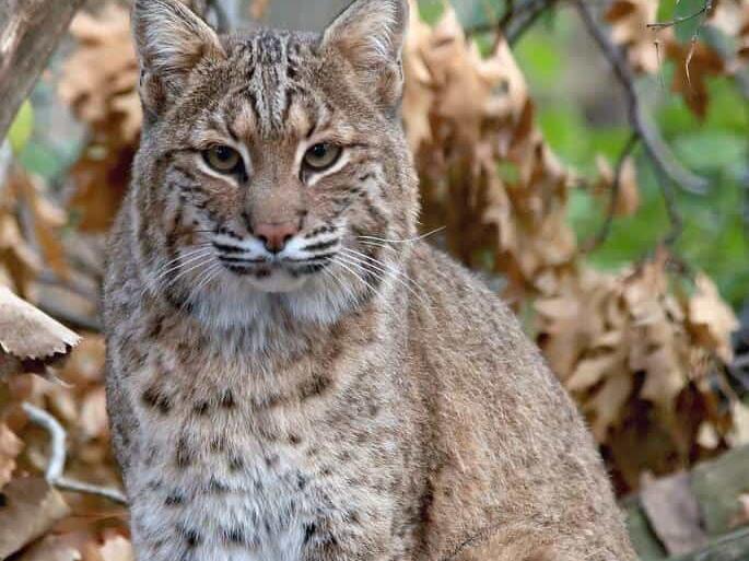 Bobcats in Colorado: How Many Are There and Are They Dangerous?