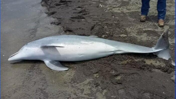 Justice Denied: Outrage Over Light Sentence for Dolphin Killer - NewsBreak