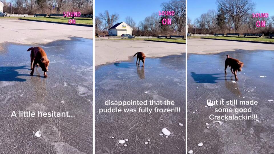 Dog Reacts When He Learns the Puddle He Ice Walks on Is Fully Frozen ...