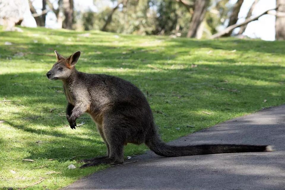 Search Conducted For Runaway Wallaby In New York State Newsbreak 