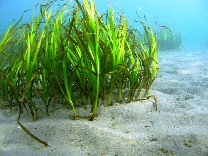 Conveying the concept of blue carbon in Japanese media: A new study ...