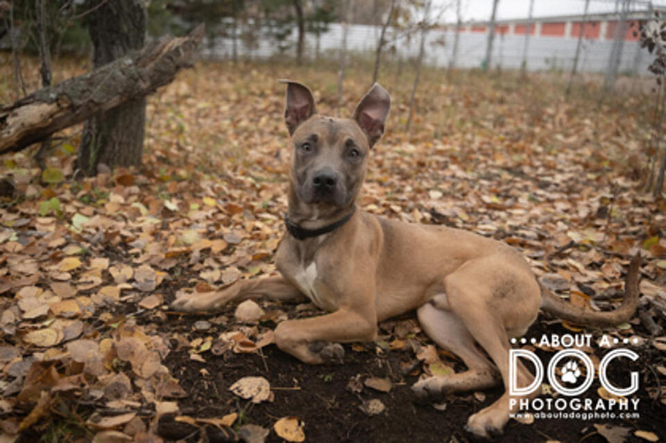 This Energetic Stout Little Dude is Today’s Pet of the Week! - NewsBreak