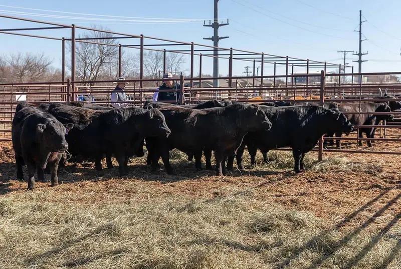 Experts Advise on Bull Selection and Management for Profitable Cow-Calf ...