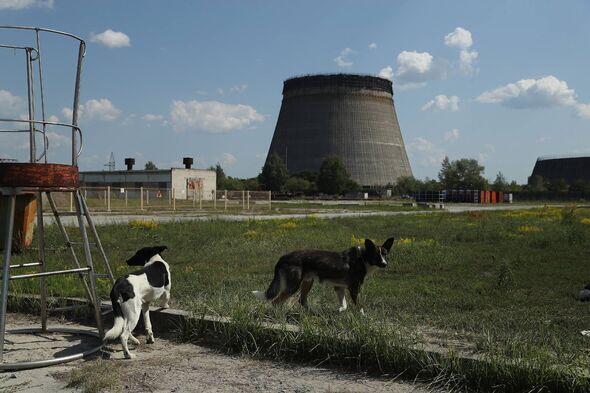 Chernobyl's 'blue dogs' are symbol of survival in infamous disaster ...