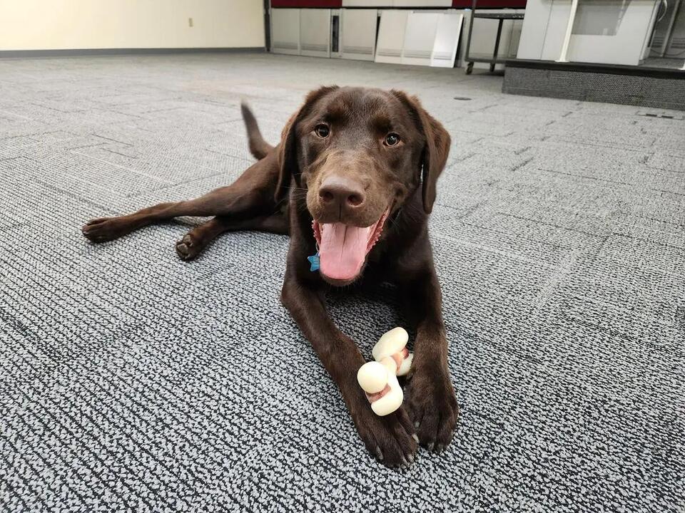 Maine police won’t say if there is a criminal investigation into death ...