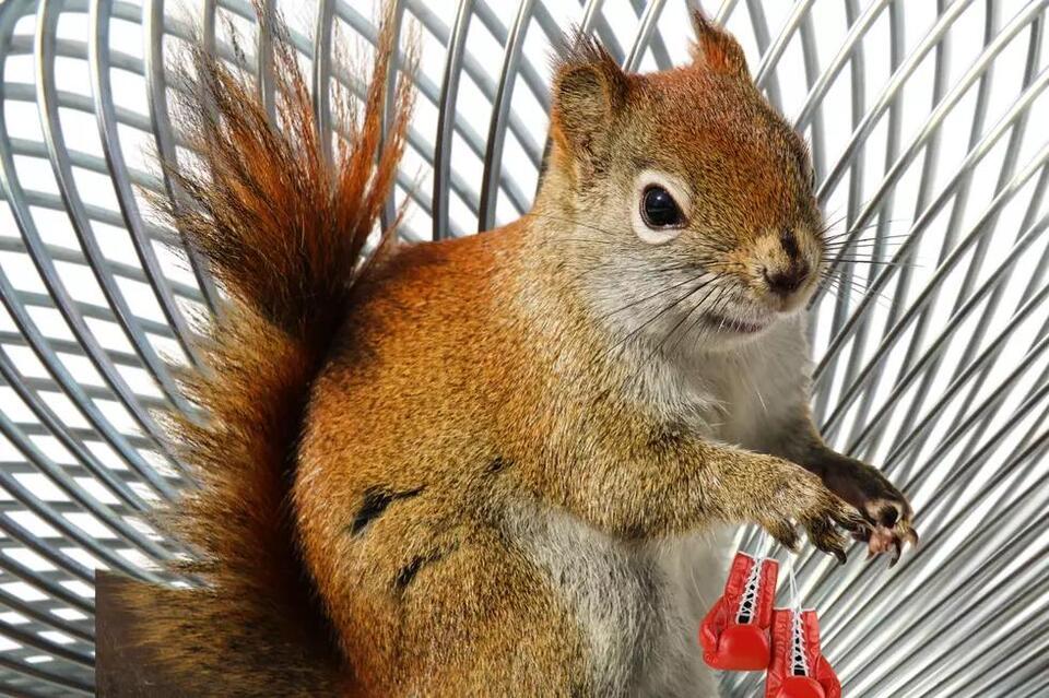 Watch Squirrels Battle Slinkys At Bird Feeders - NewsBreak