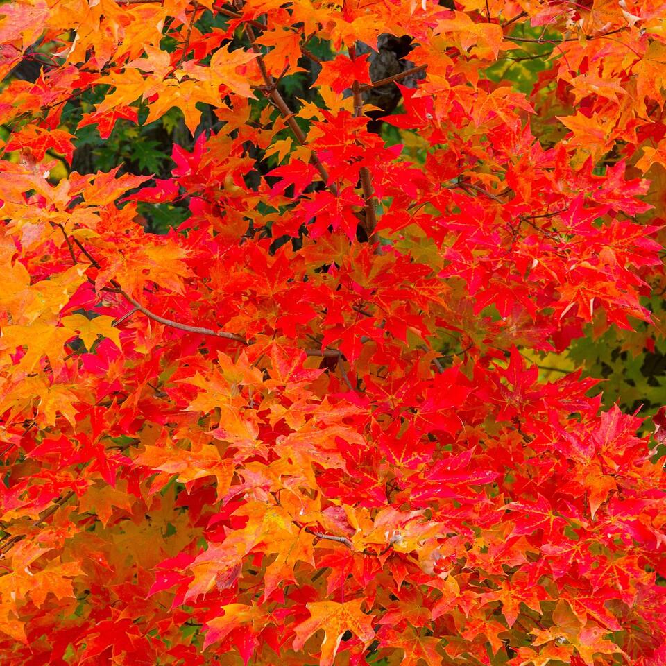 Add Some Fall Sparkle to Dull Corners: 5 Shade-Loving Shrubs and Trees ...